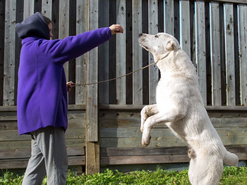 Алабай сао среднеазиатская овчарка