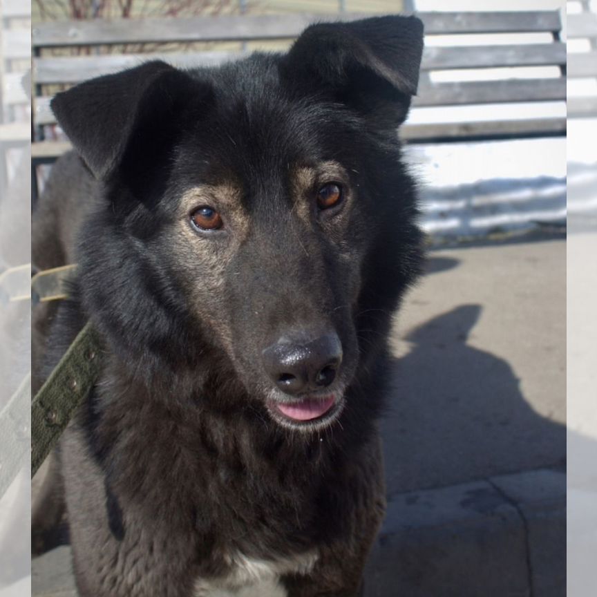 Взрослый пёс в добрые руки