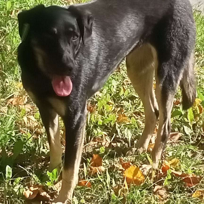 Взрослая собака в добрые руки