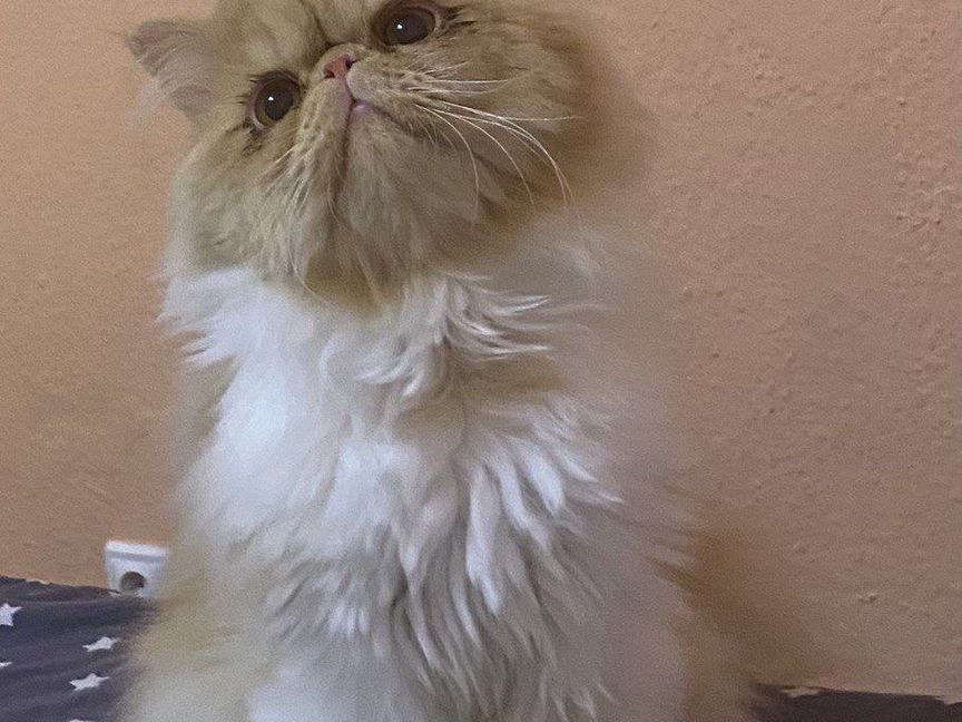 Коты на вязку