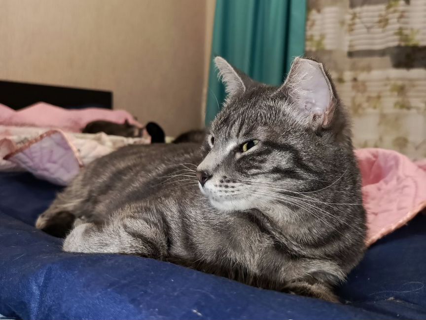 Отдаю в добрые руки кошку Глафиру стерилизована