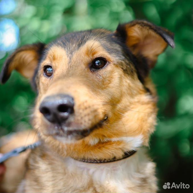 Песик из приюта очень хочет домой