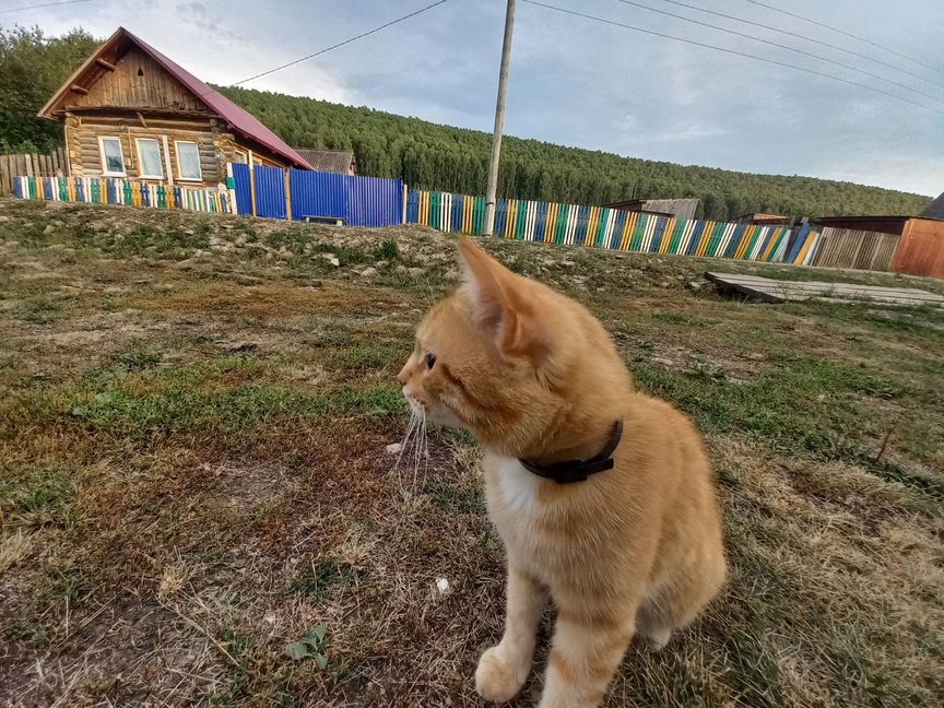 Возьму кота(кошку) на передержку