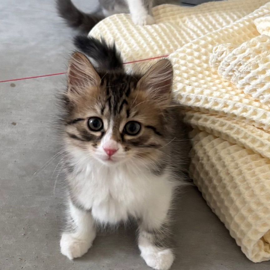 Котёнок в добрые руки