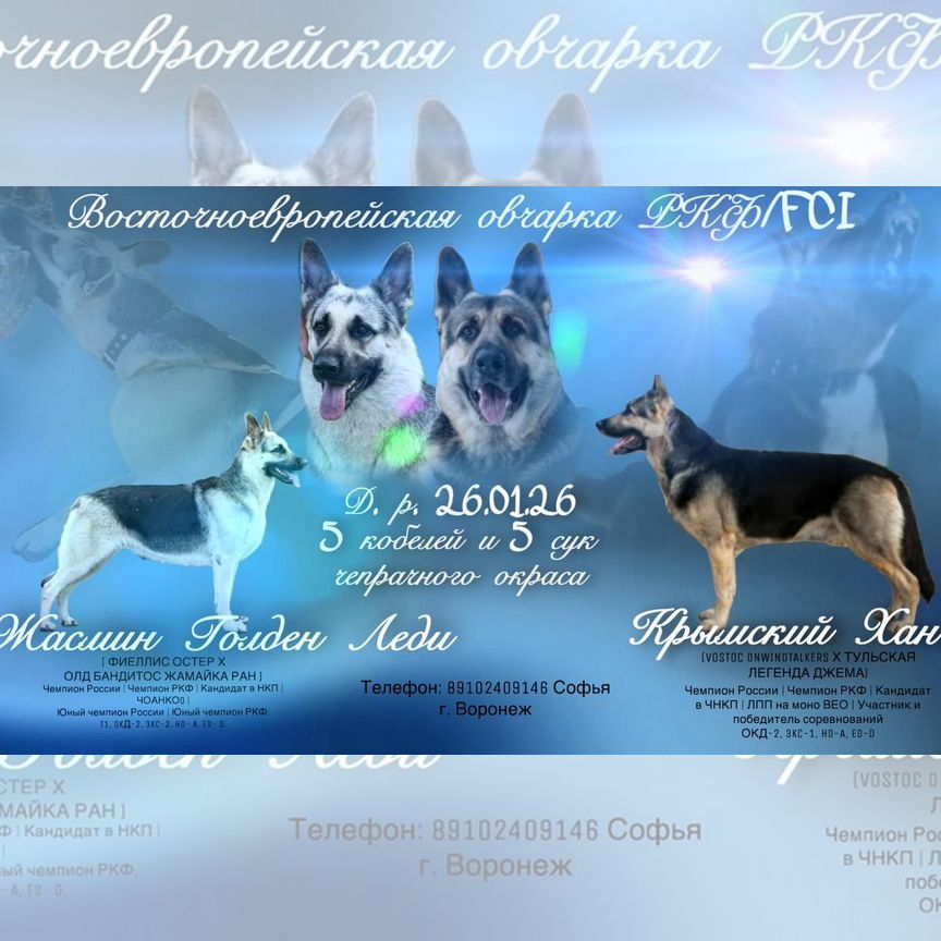 Восточноевропейская овчарка, щенок