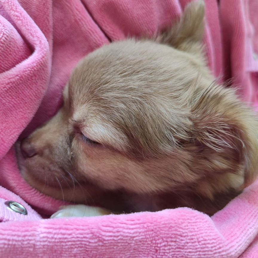 Собаки чихуахуа щенок мини