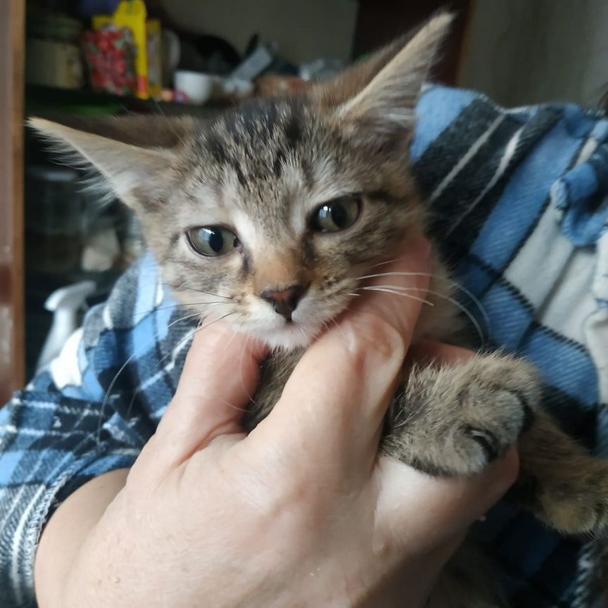 Отдам котенка в добрые руки