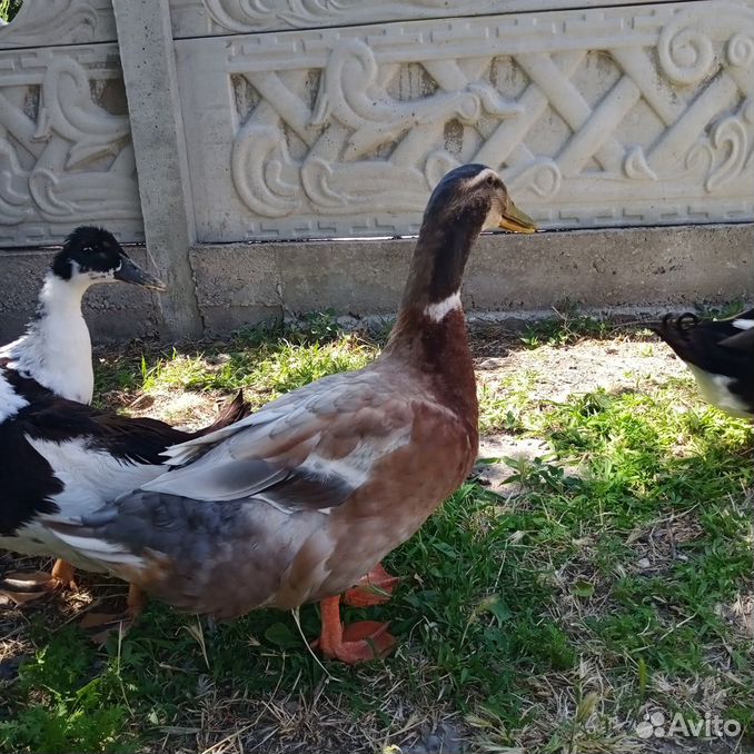 Продаются домашние утки