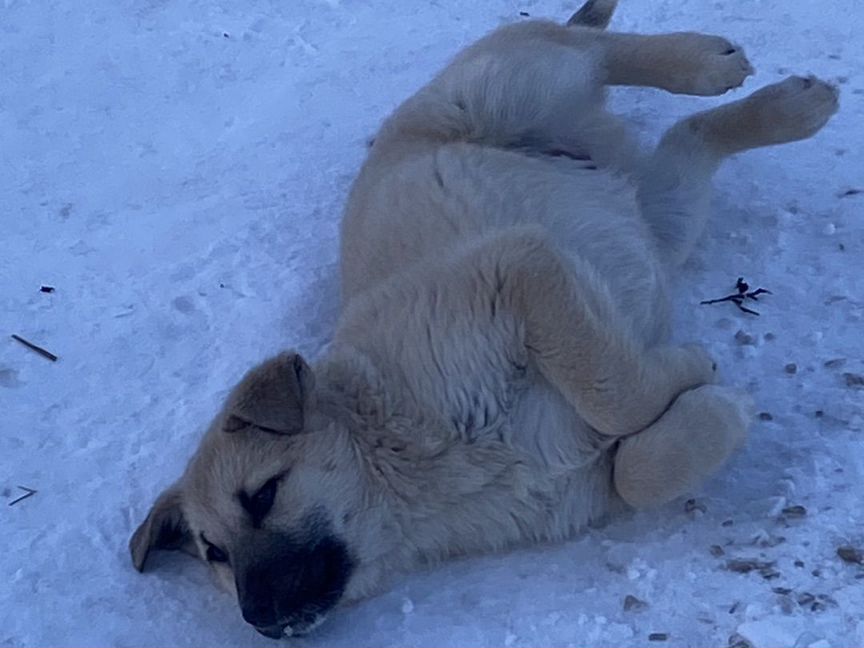 Щенки