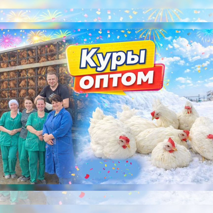 Живые куры, Доминант оптом от фермы