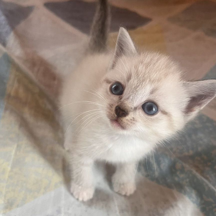 Отдам сиамского котенка