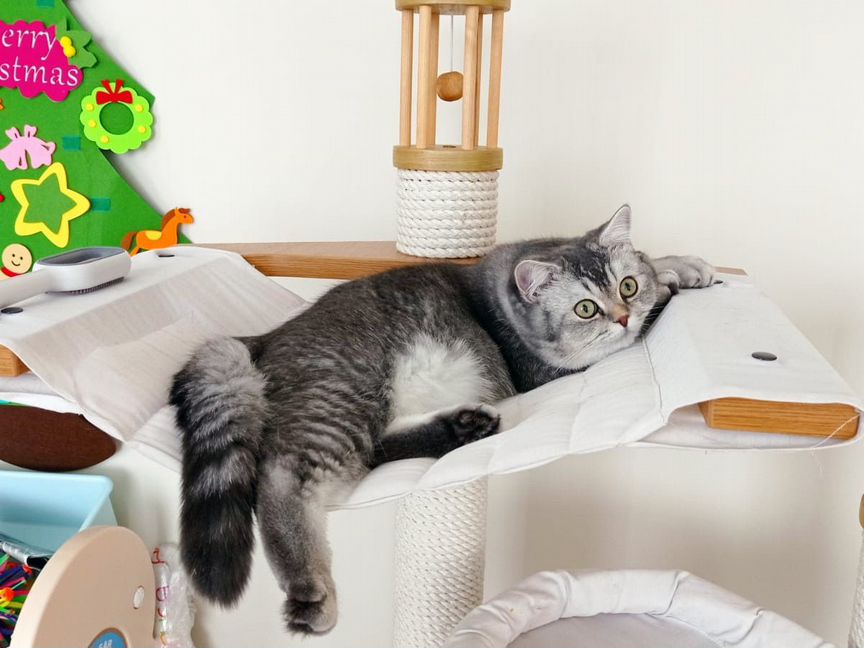 Шотландский кот вязка