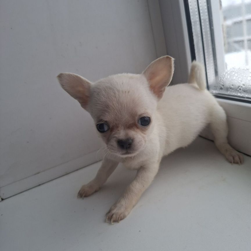 Чихуахуа, щенок