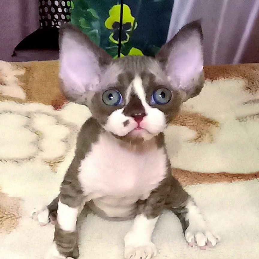 Шоколадный малыш