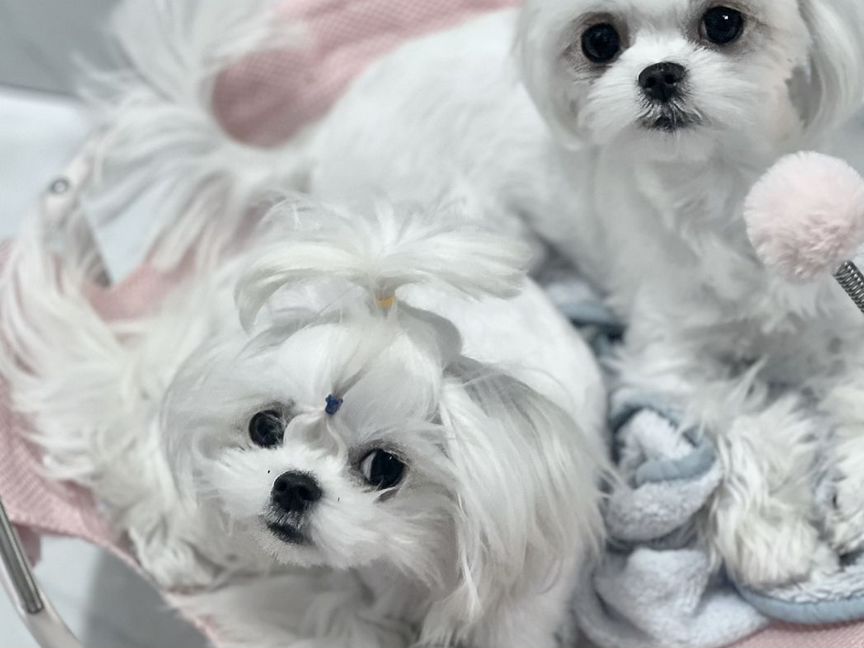 Супер кукольный мальчик мини Корея