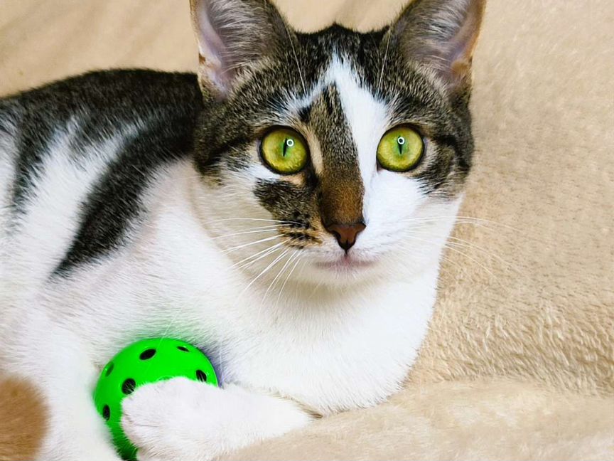 Кошка в добрые руки бесплатно