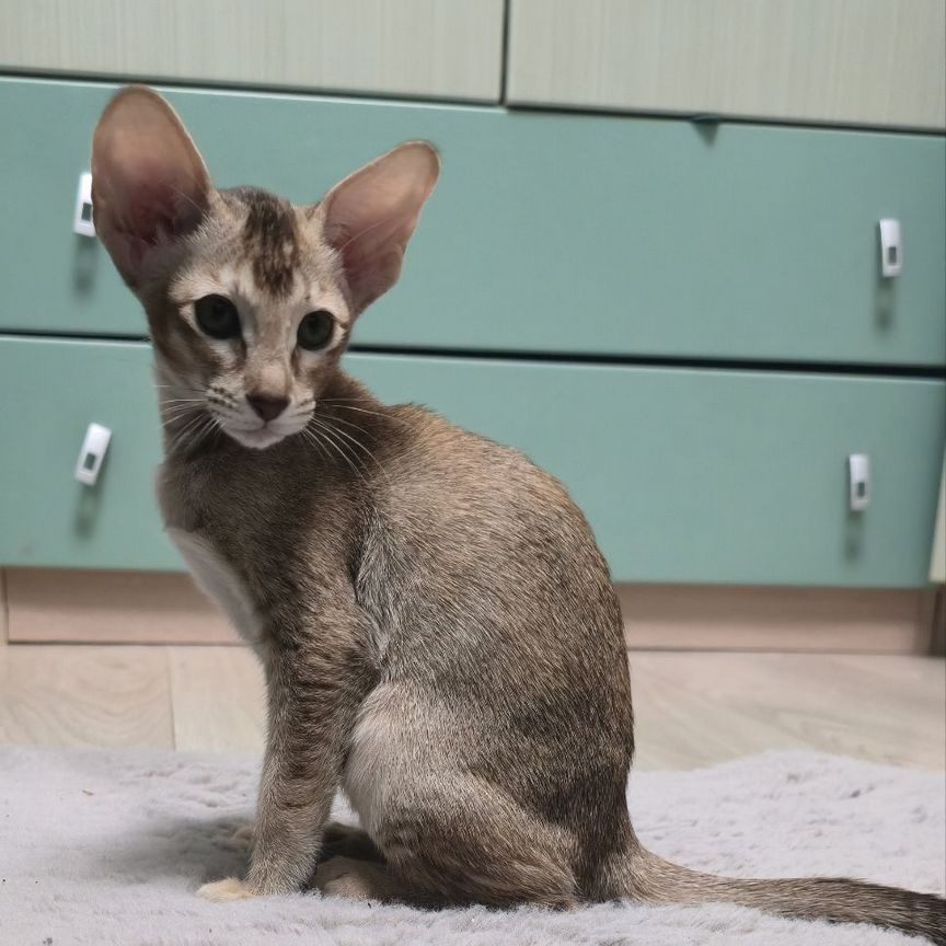 Ориентальный котёнок