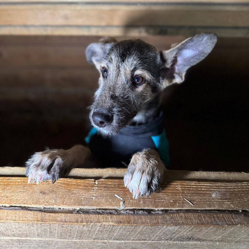 Щенок в добрые руки