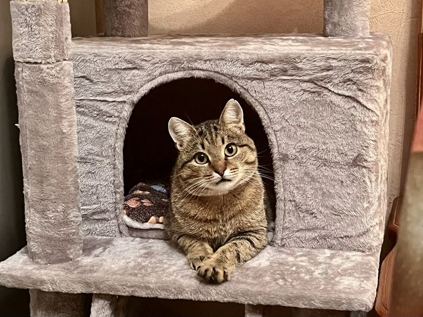 Котенок оцикет
