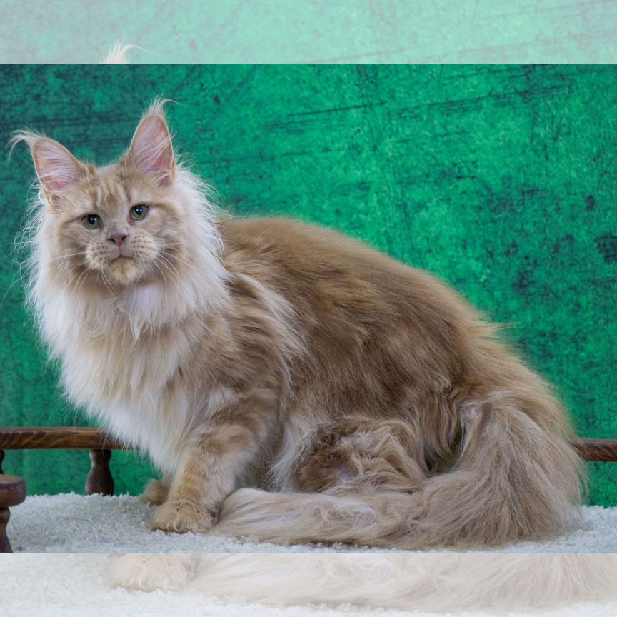 Мейн-кун котёнок