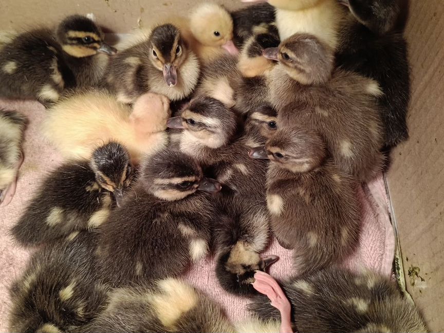 Утята индийский бегунок