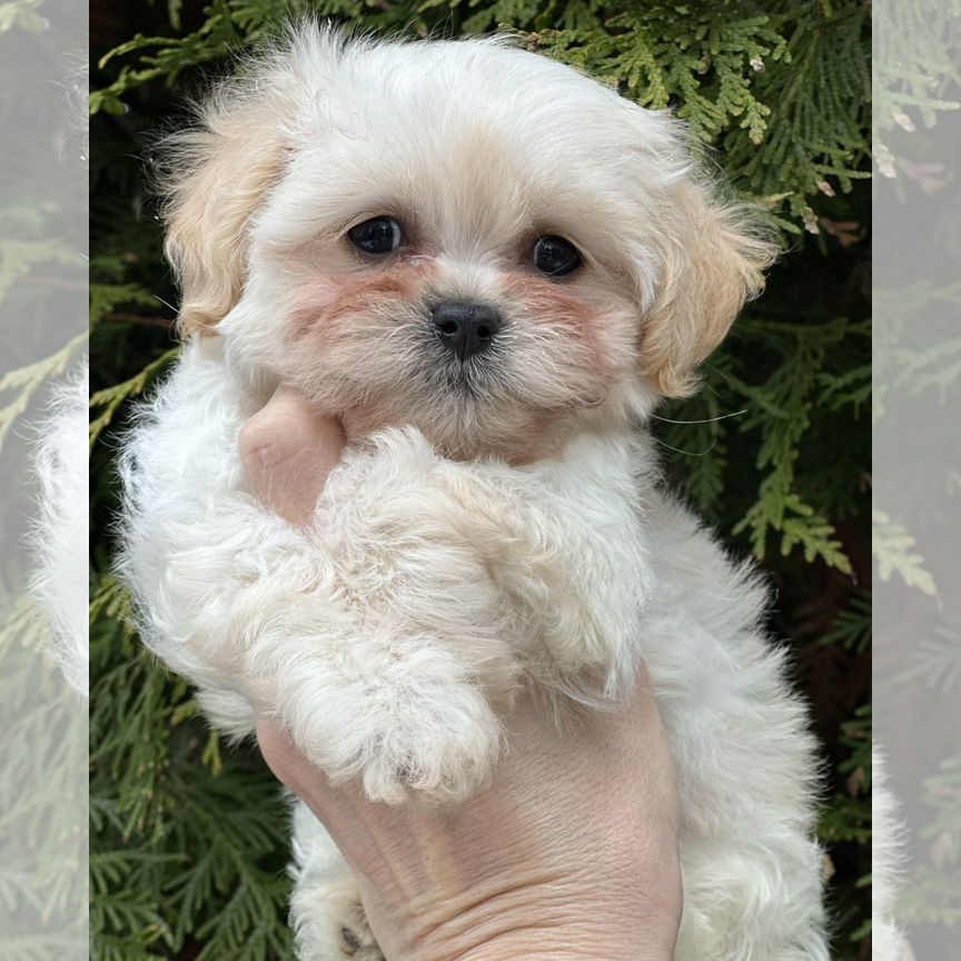 Мальтипу, щенок