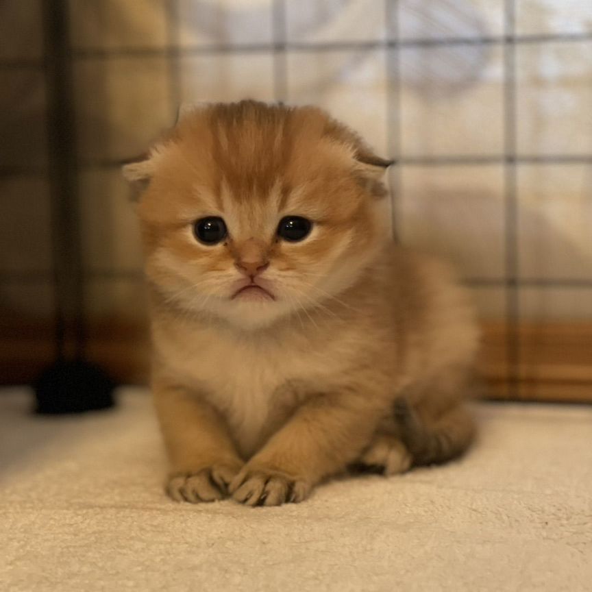 Шотландская