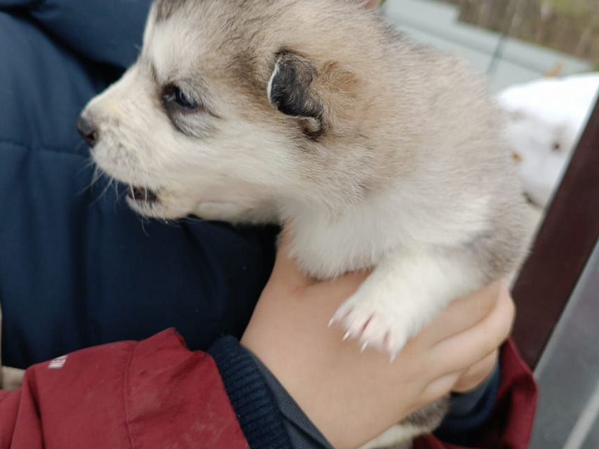 Щенки сибирской хаски