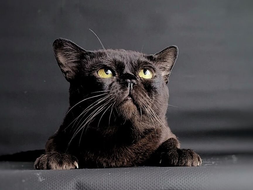 Бурманский кот