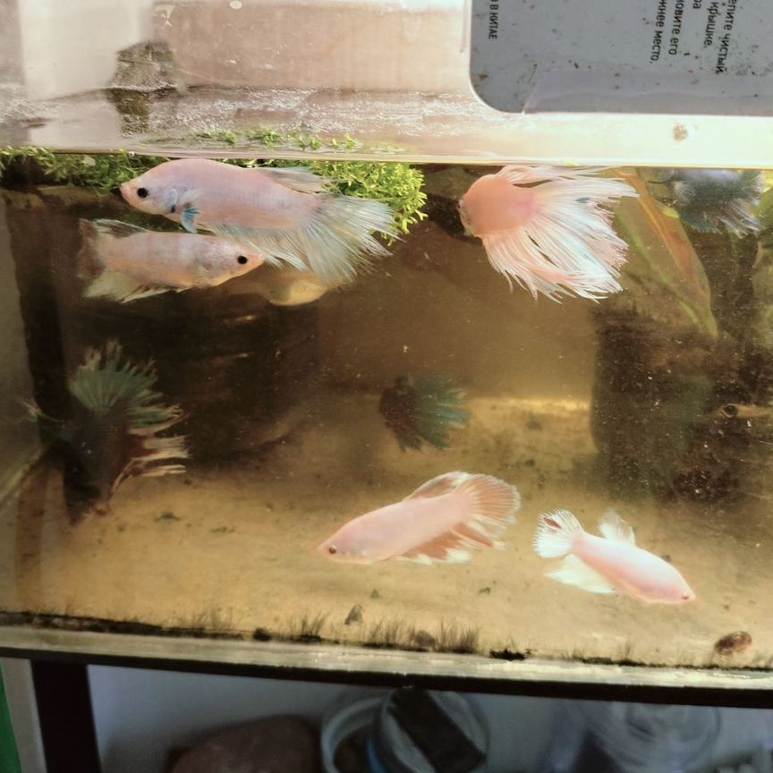 Аквариумные рыбки петушок самки, самцы. Дамбо