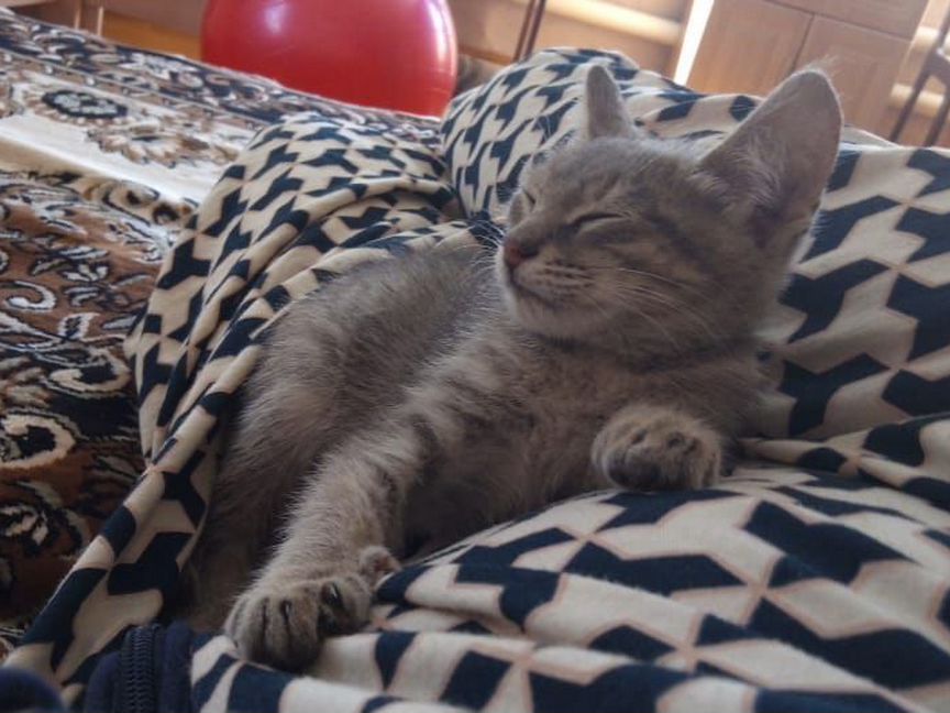 Кошечка целительница