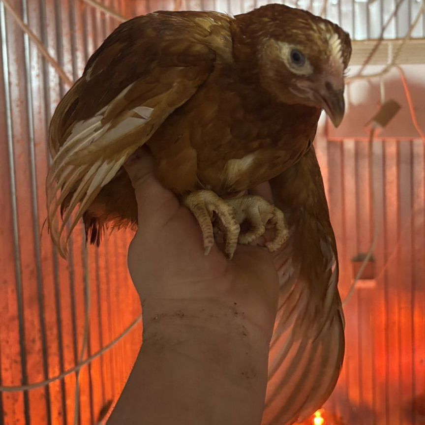 Куры молодки несушки