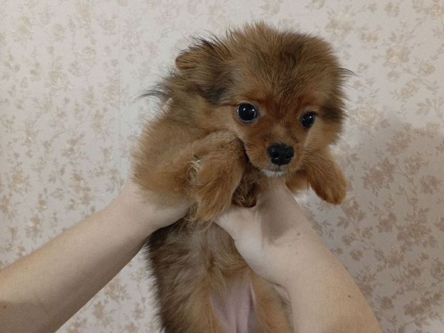 Шпиц немецкий малый