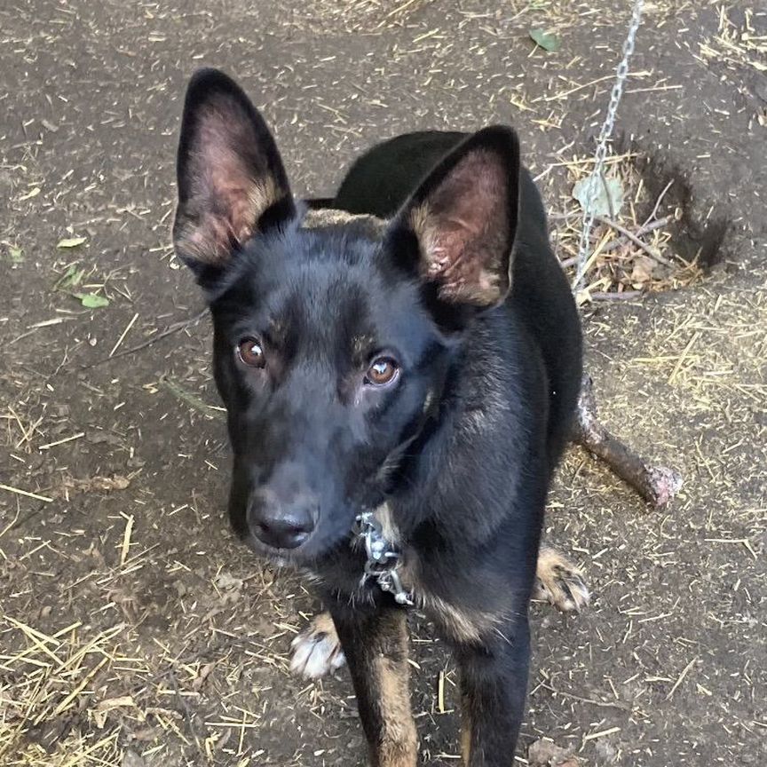 Собака в добрые руки