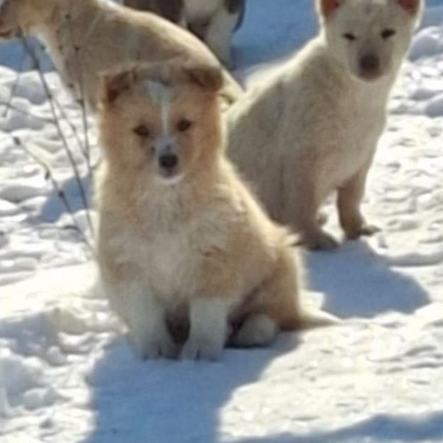 Щенки