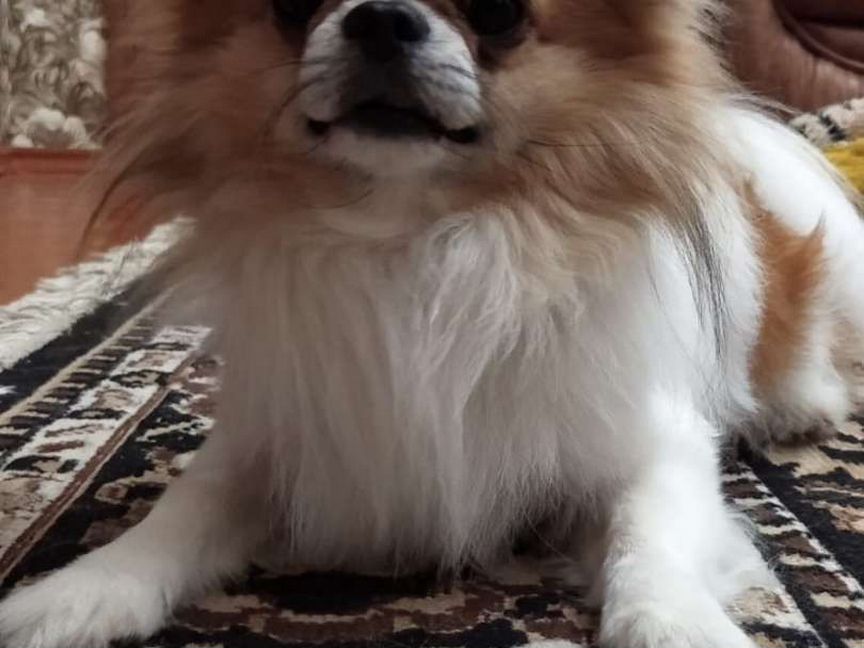 Вязка кобель чихуахуа