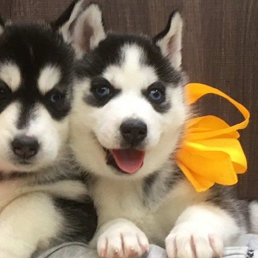 Хаски с документами