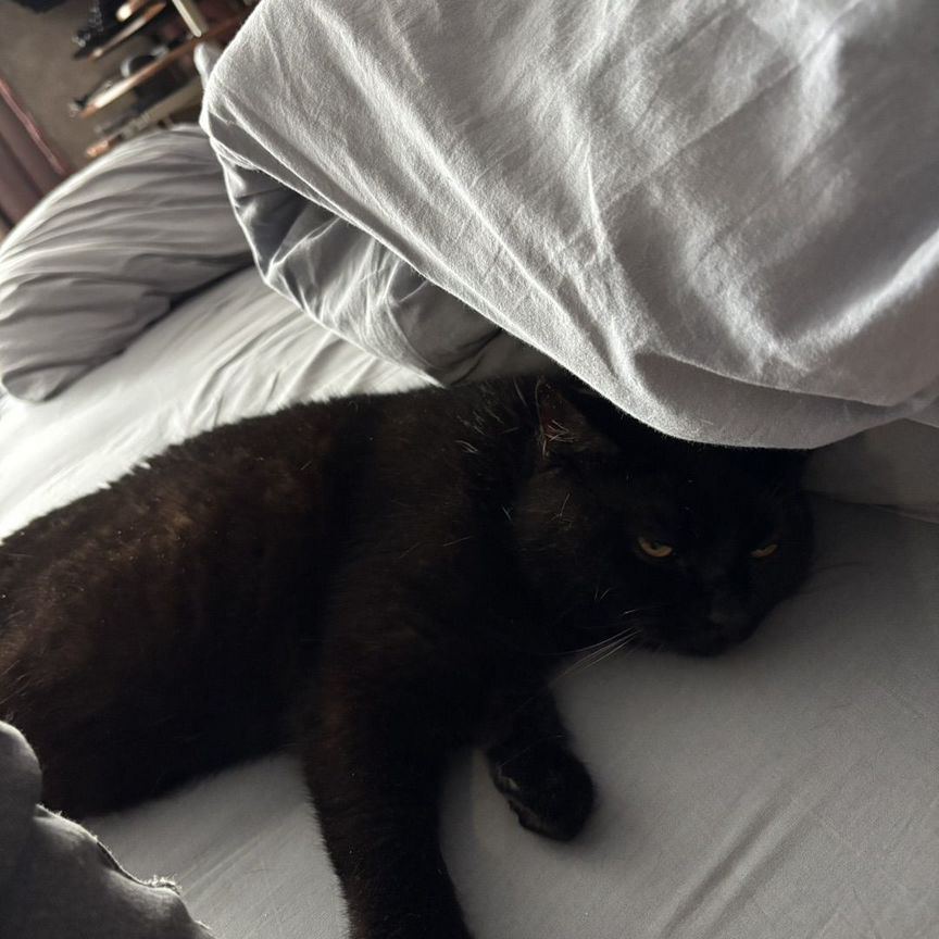 Вязка с британским котом