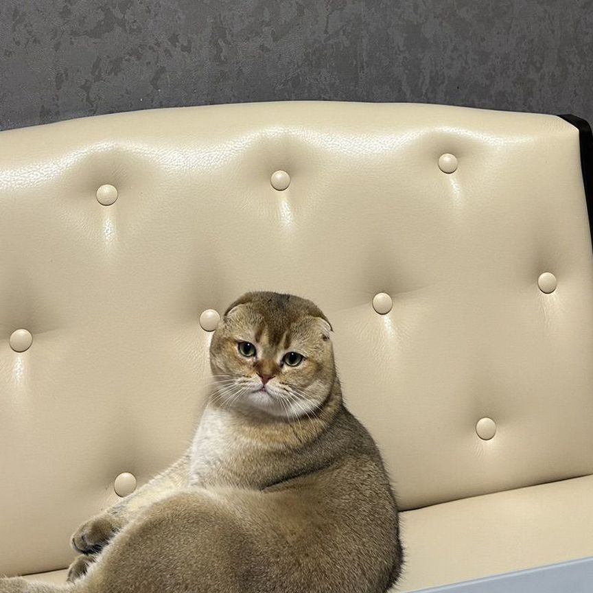 Кот для вязки шотландец вислоухий