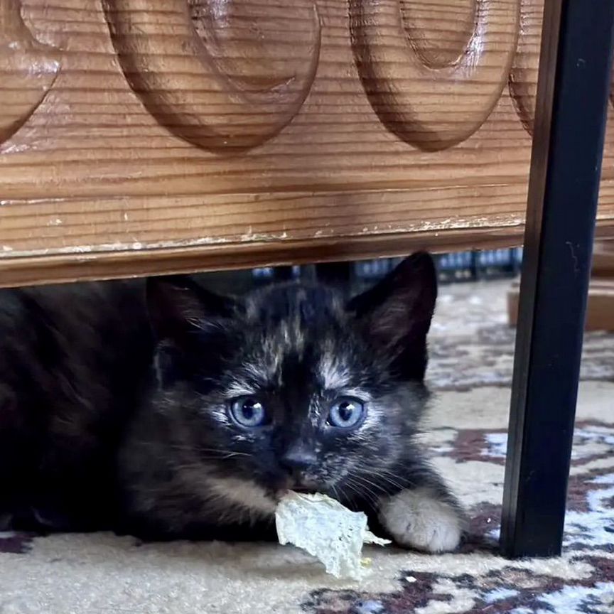Котёнок в добрые руки