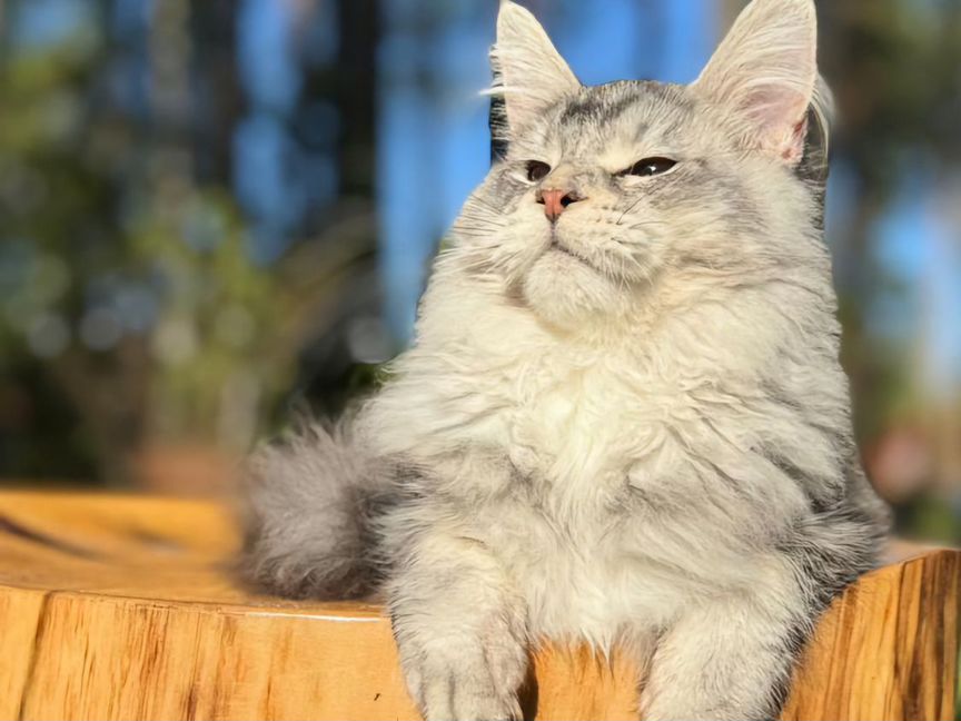 Черный тикированный кот