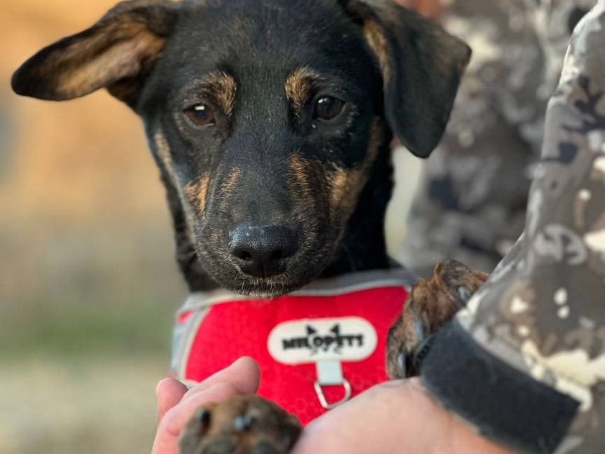 Небольшая собака- мальчик ищет дом