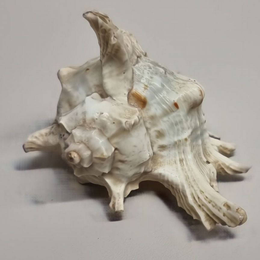 Ракушка мурекс