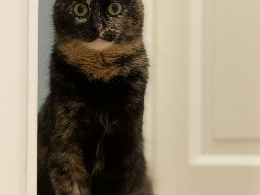 Совенок- котенок Катюша