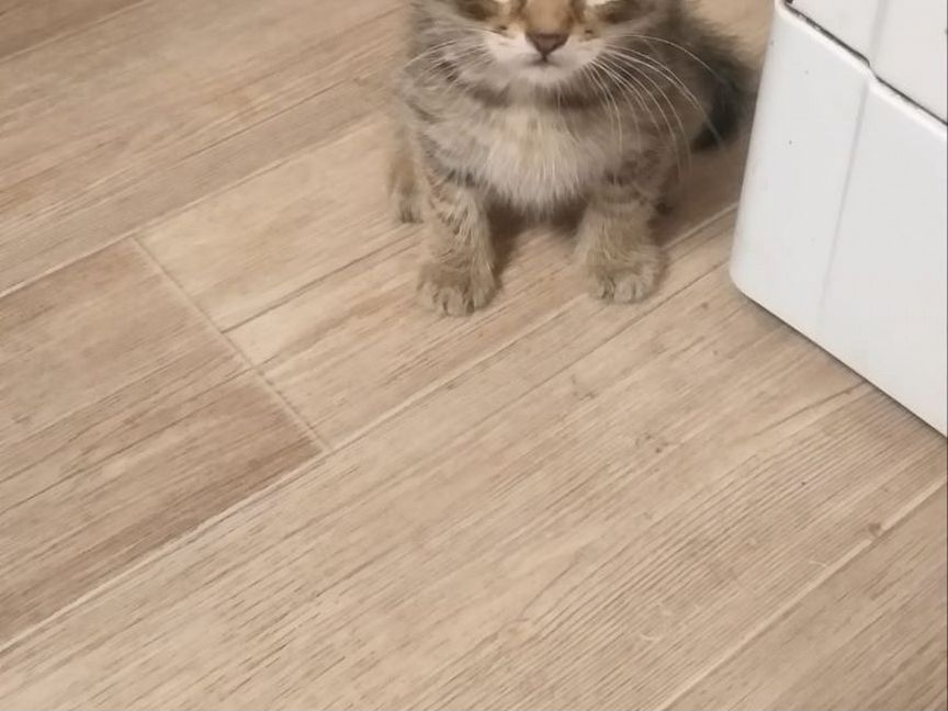 Котята. Можем доставить котёнка