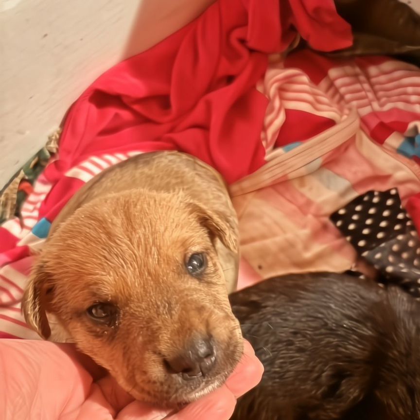 Щенок в добрые руки