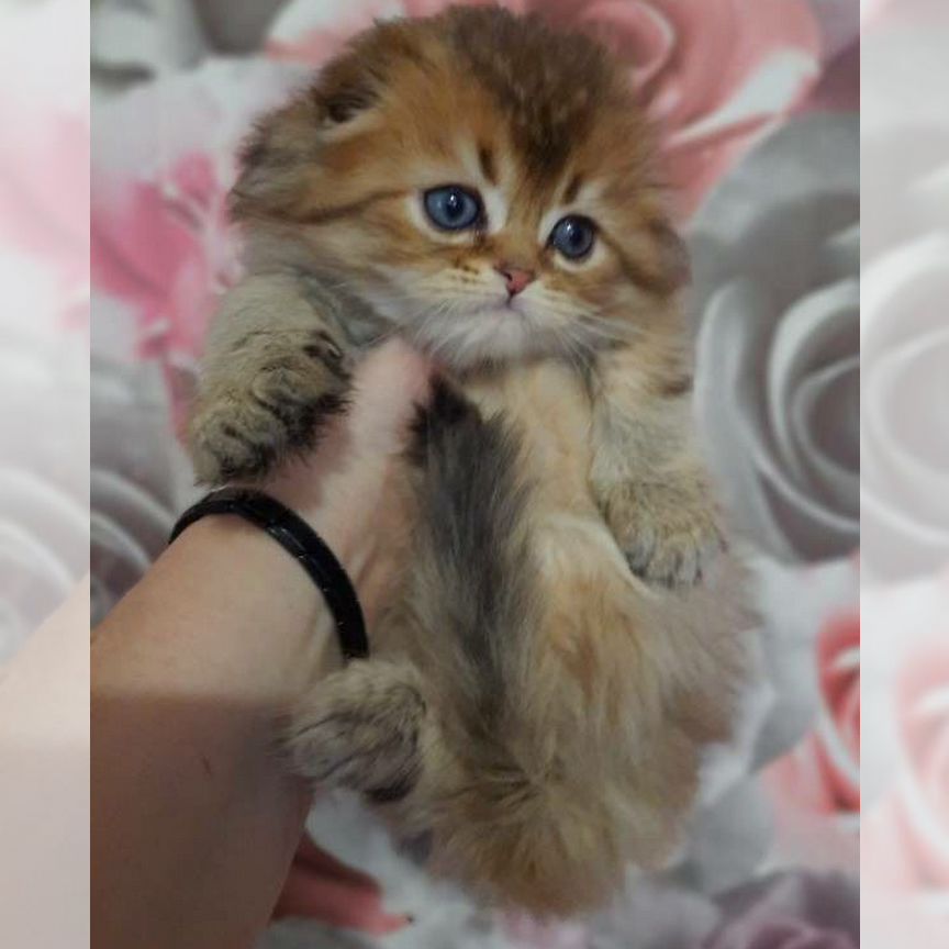 Британский длинношёрстный котёнок