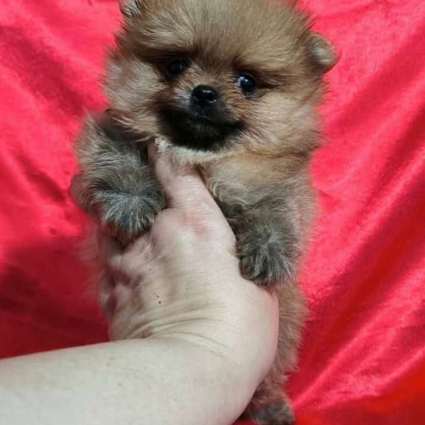 Bыбop. Maлыши. Шпицы