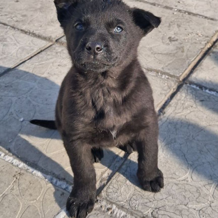 Щенок в добрые руки