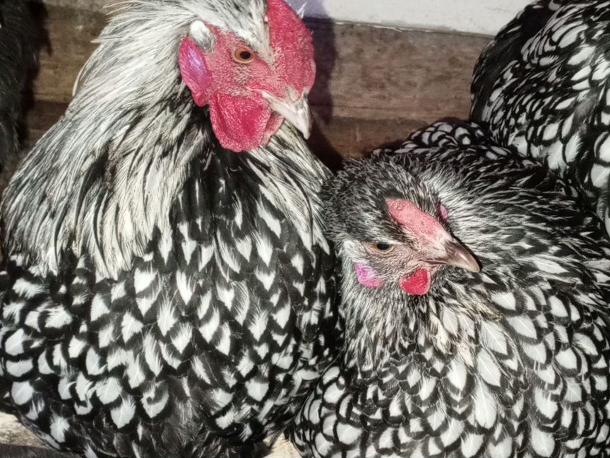 Продам петуха породы Виандот серебро